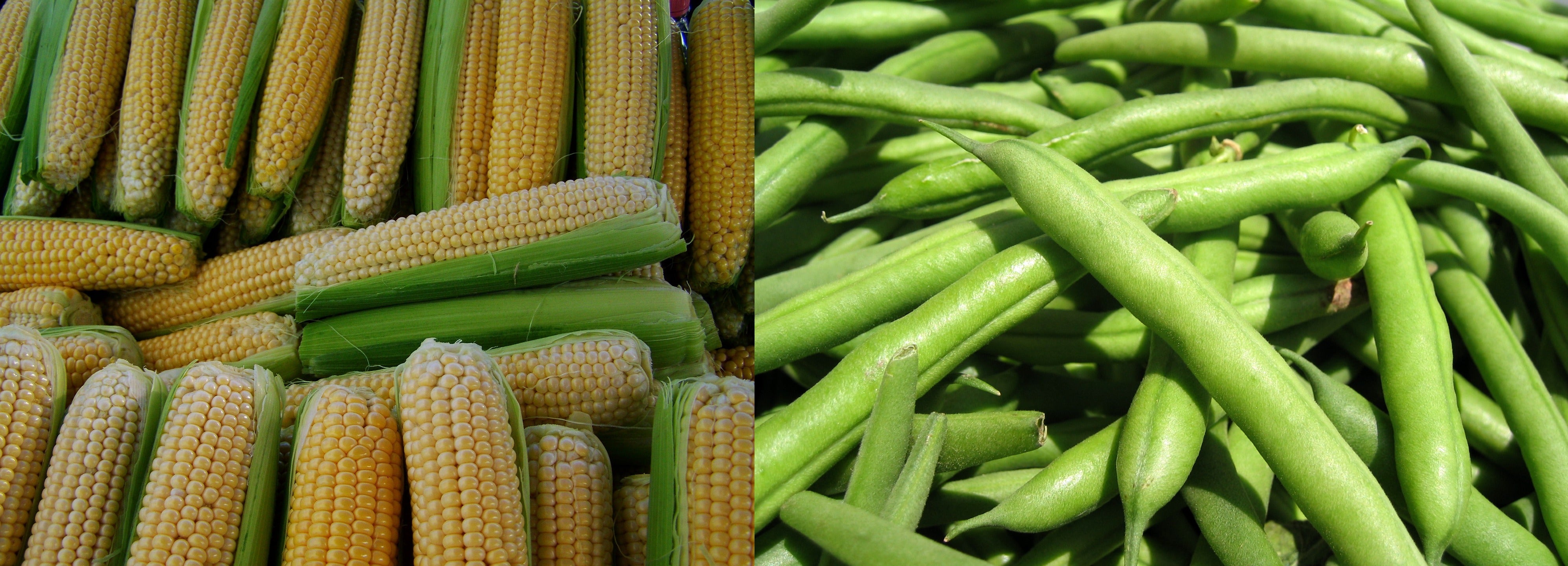 Peas, Beans and Corn – Tiger Produce
