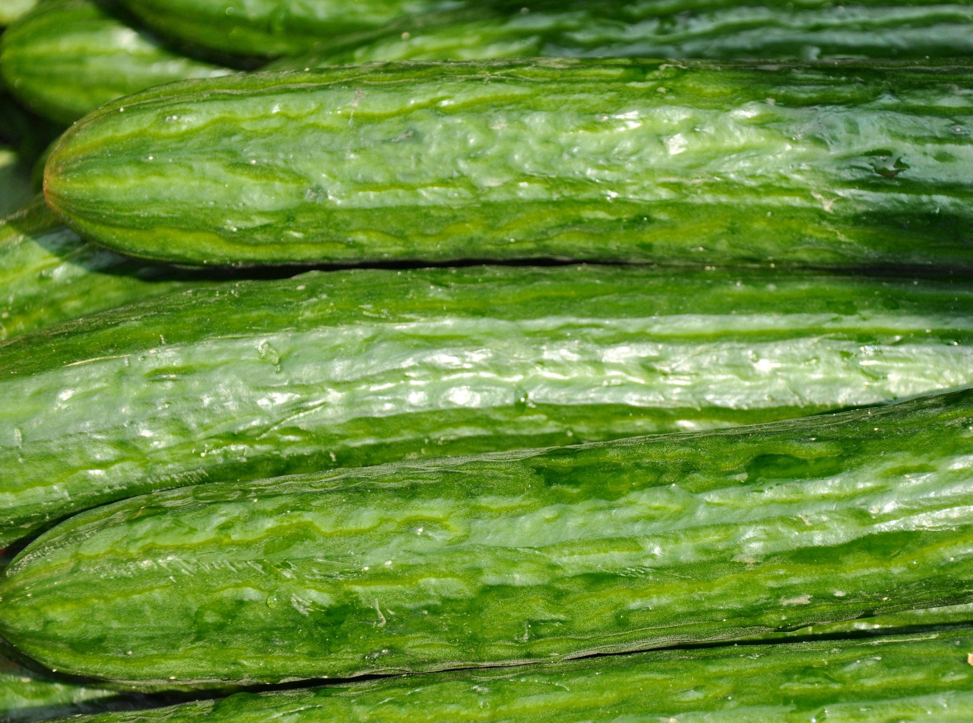 English Cucumbers – Tiger Produce